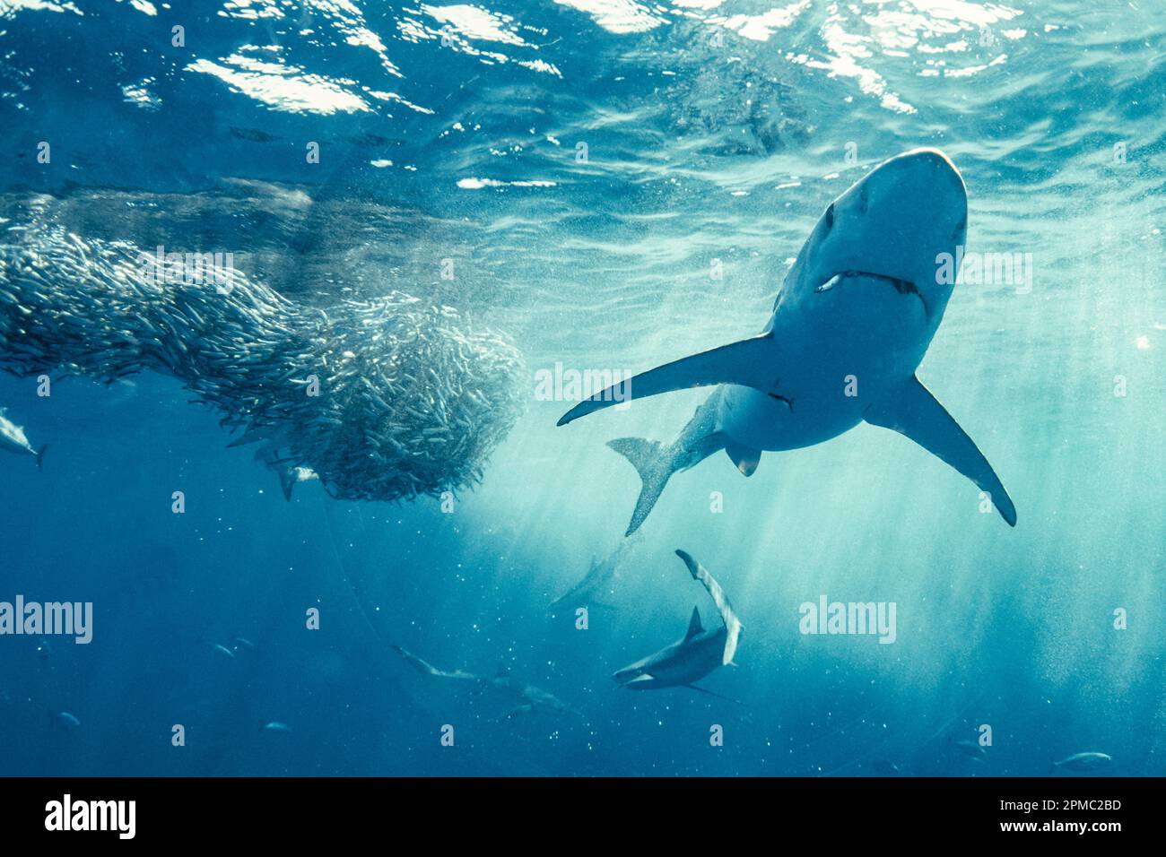 blue sharks, Prionace glauca, feeding on anchovies, Engraulis mordax ...