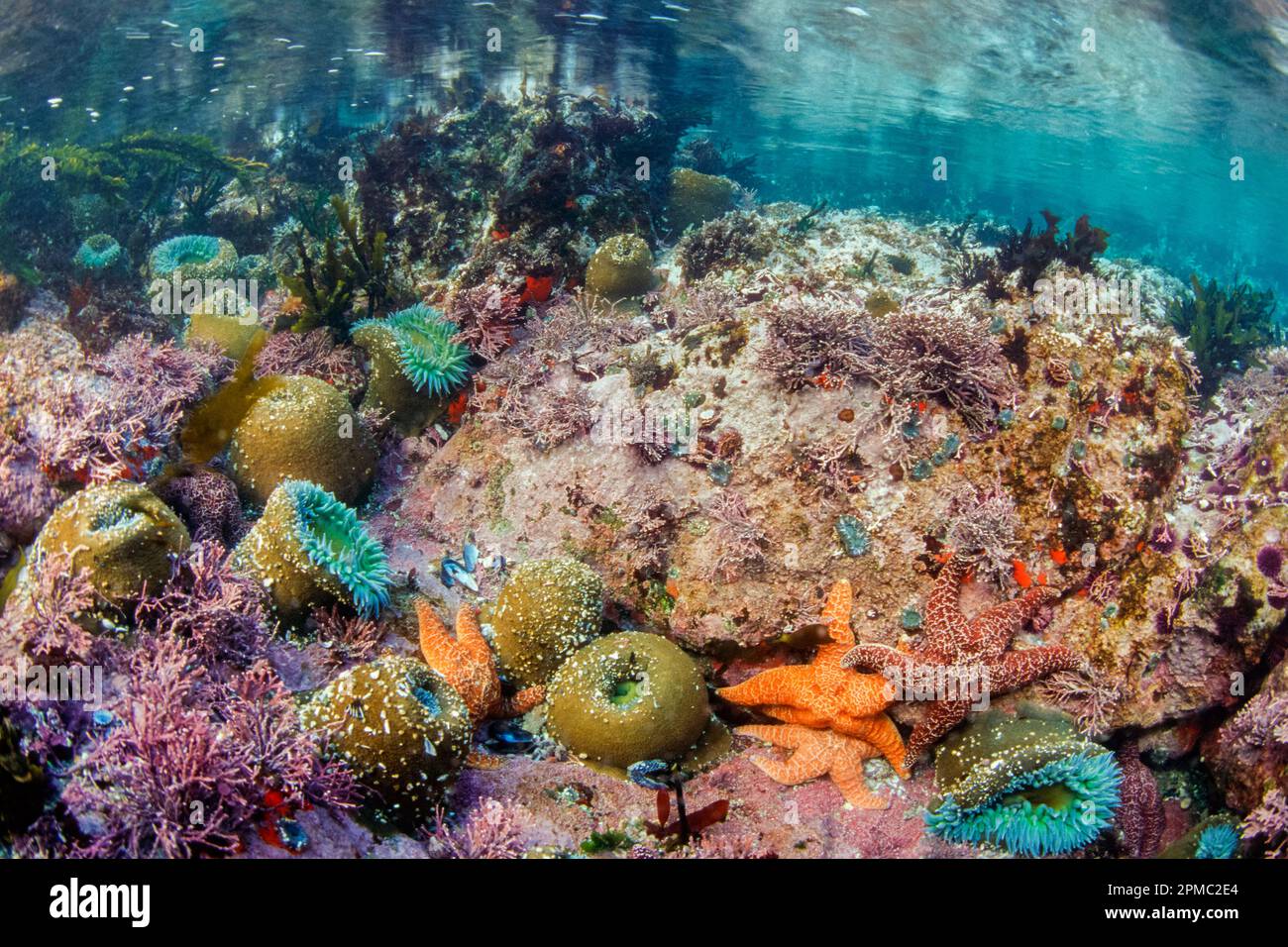 Underwater national parks of usa hi-res stock photography and images ...