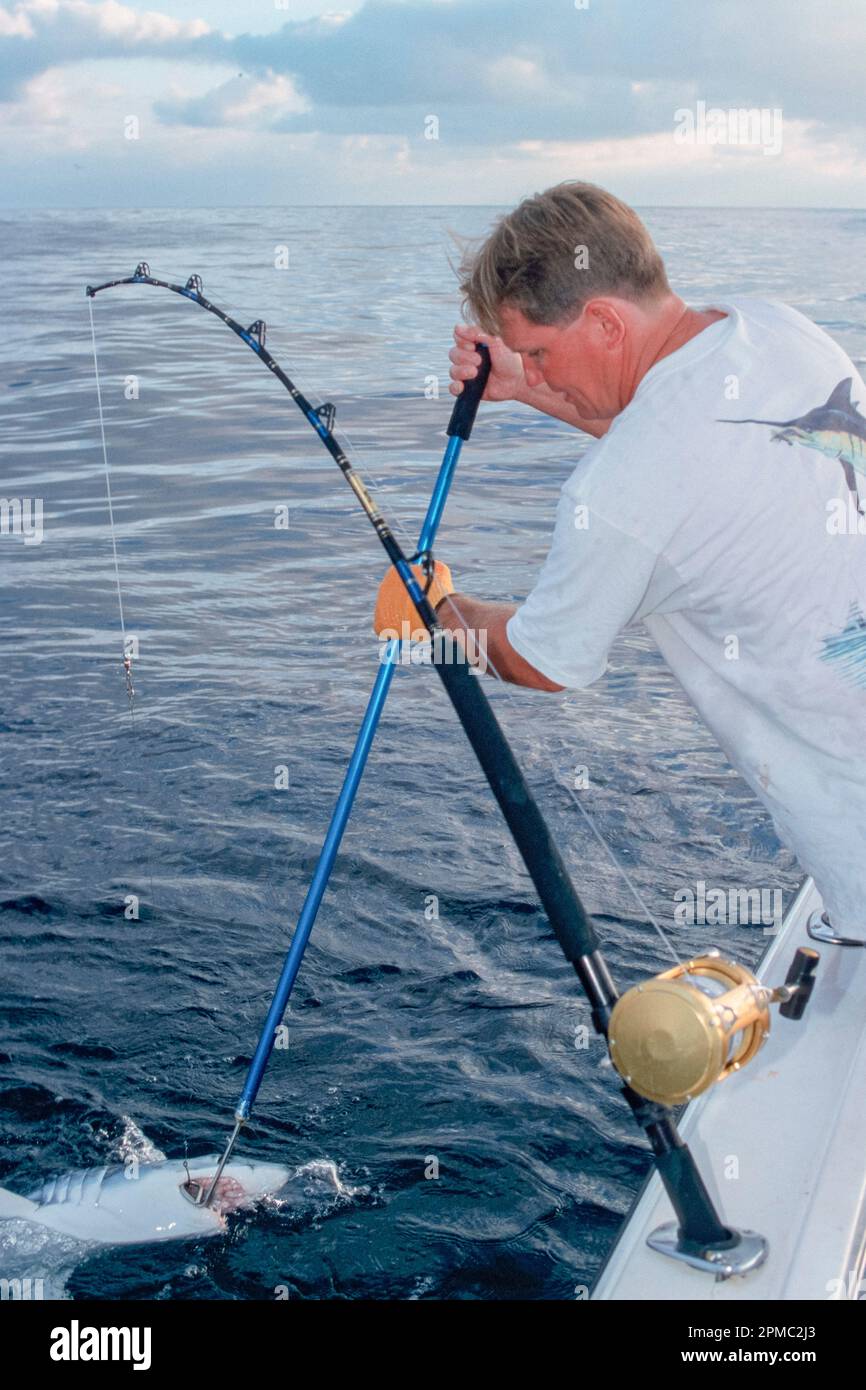mako shark, Isurus oxyrinchus, release stick, sport fisherman, Redondo ...