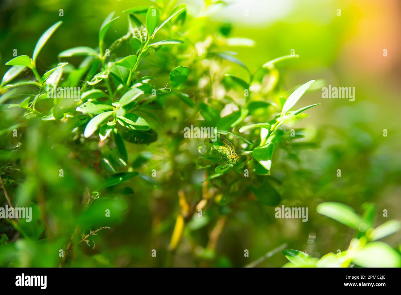 Close-up of box tree moth caterpillar, cydalima perspectalis on Buxus ...