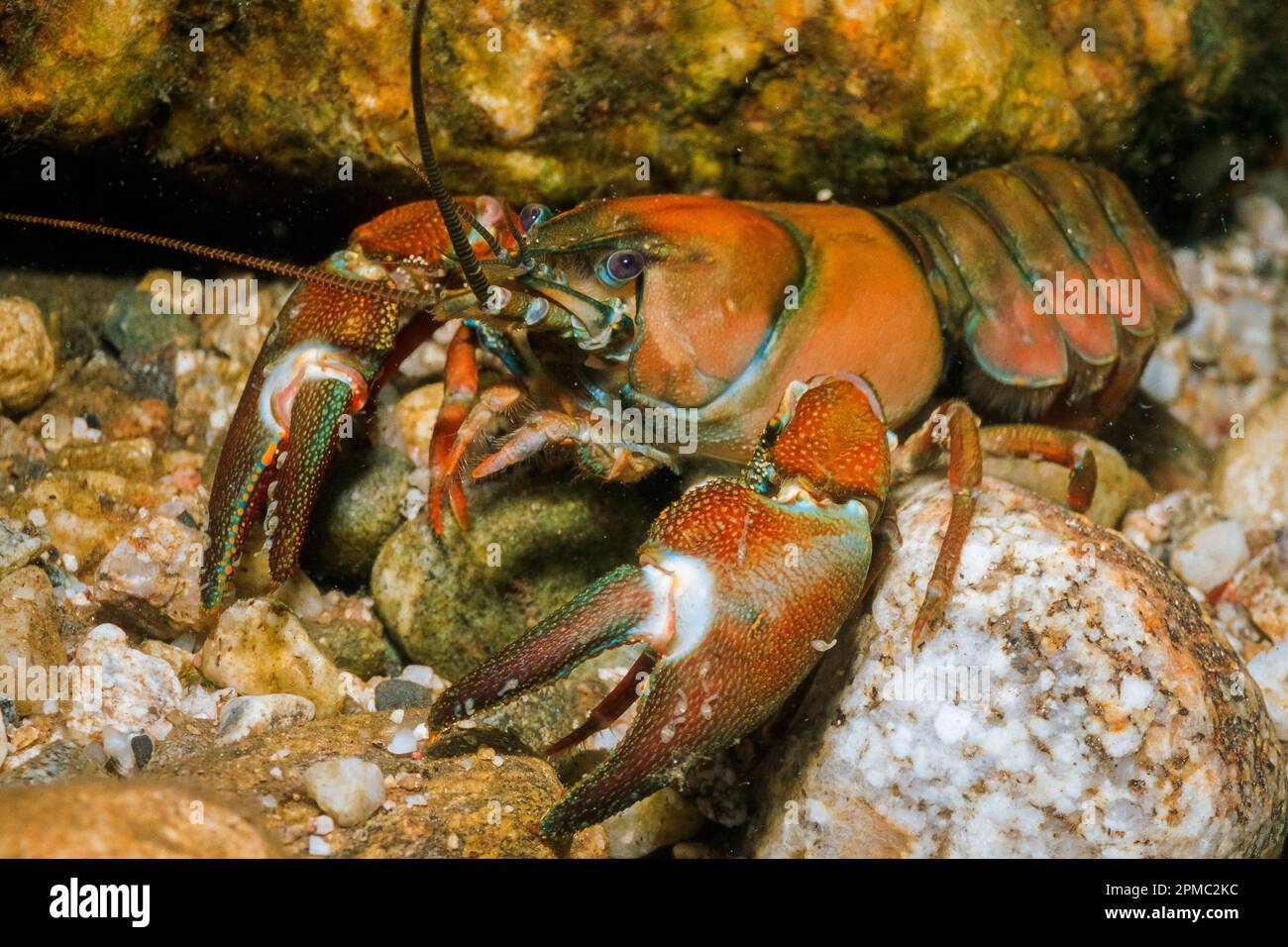 signal crayfish, Pacifastacus leniusculus, Big Sur River, Big Sur ...