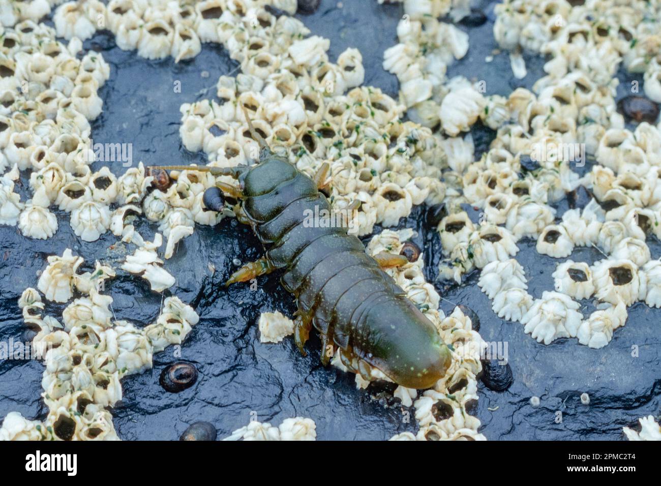 Isopod, Idotea sp., high intertidal zone, Kodiak Island, Alaska ...