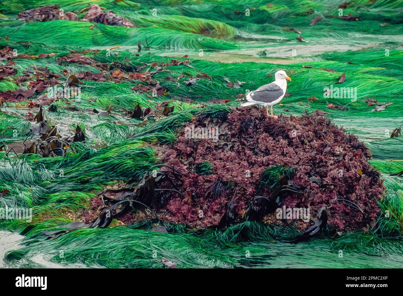 Surfgrass california hi-res stock photography and images - Alamy