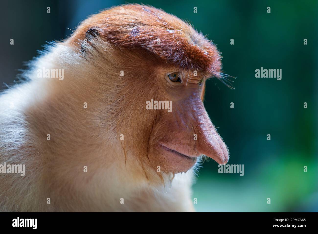Family of wild Proboscis monkey or Nasalis larvatus, in the rainforest ...