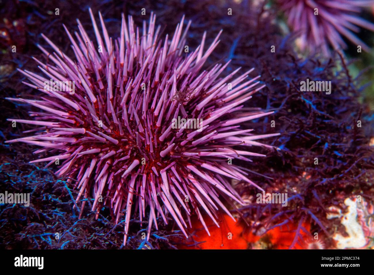 Purple urchin, Strongylocentrotus purpuratus, San Diego, California ...