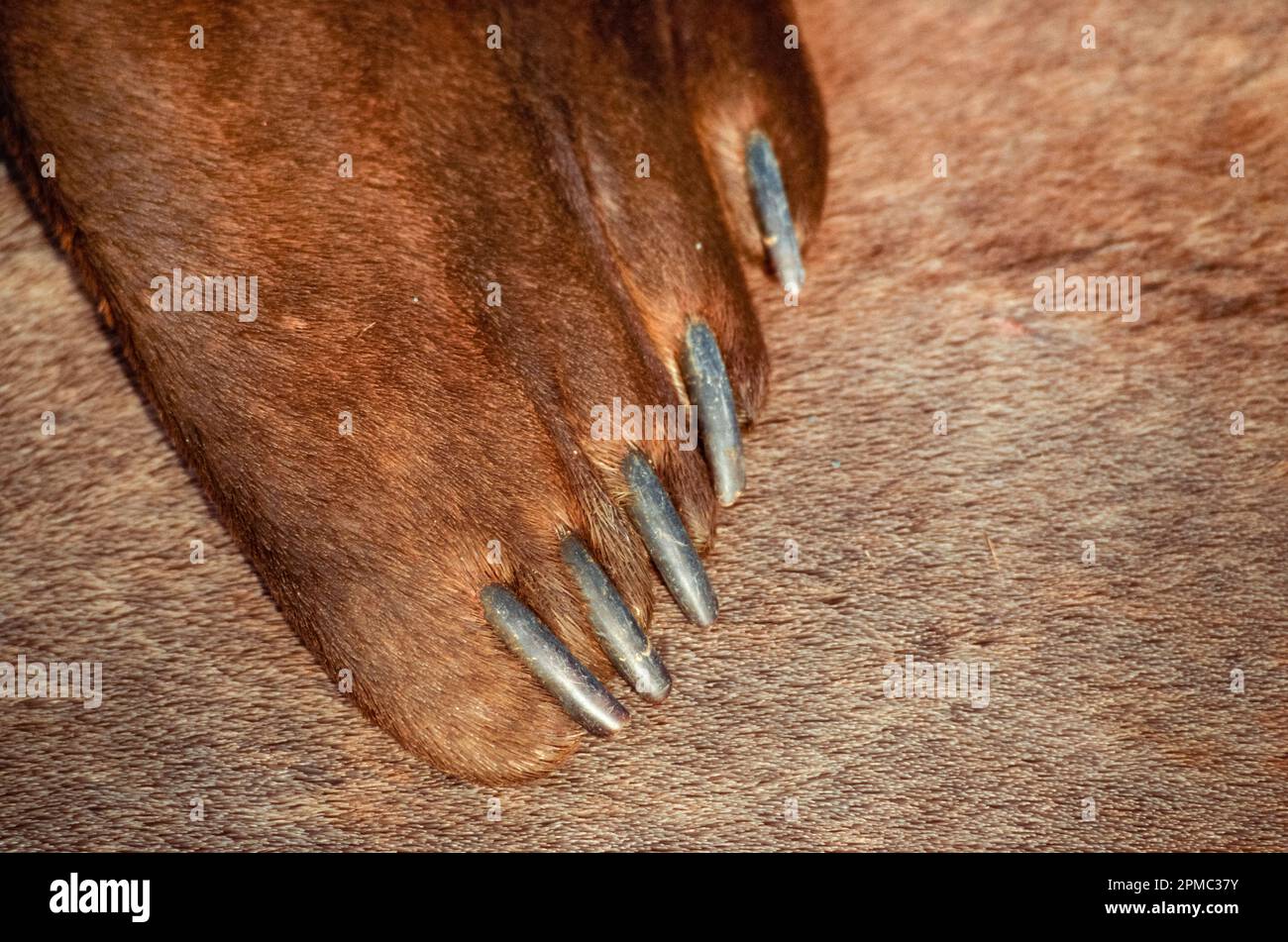 northern Elephant Seal ( fore flipper close-up ), Mirounga ...