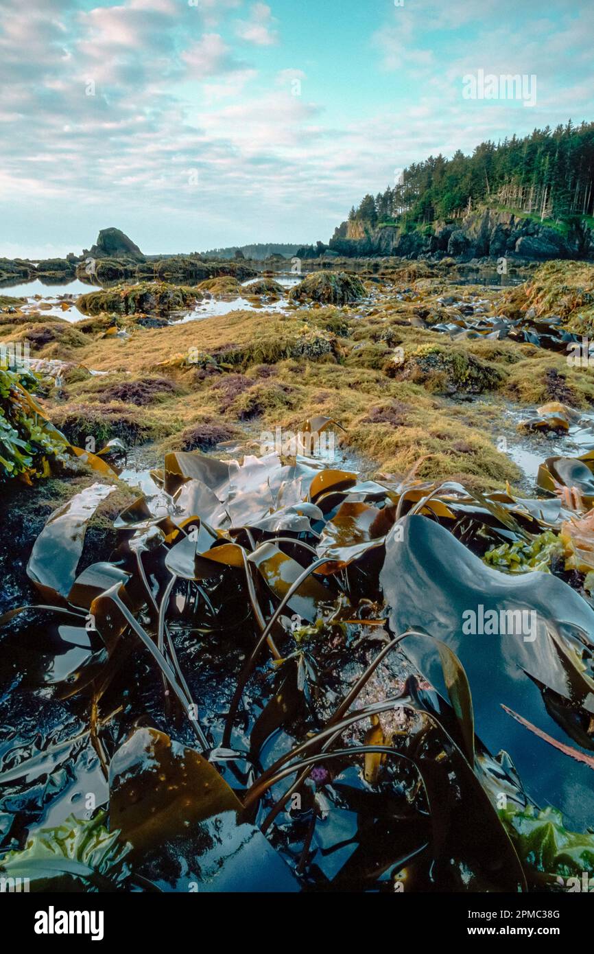 Kelp at low tide, Laminaria sp., Fort Abercrombie State Park, Kodiak ...