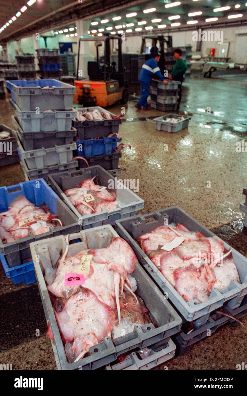 skates (Rajidae), being prepared for commercial fish market, Concarneau ...