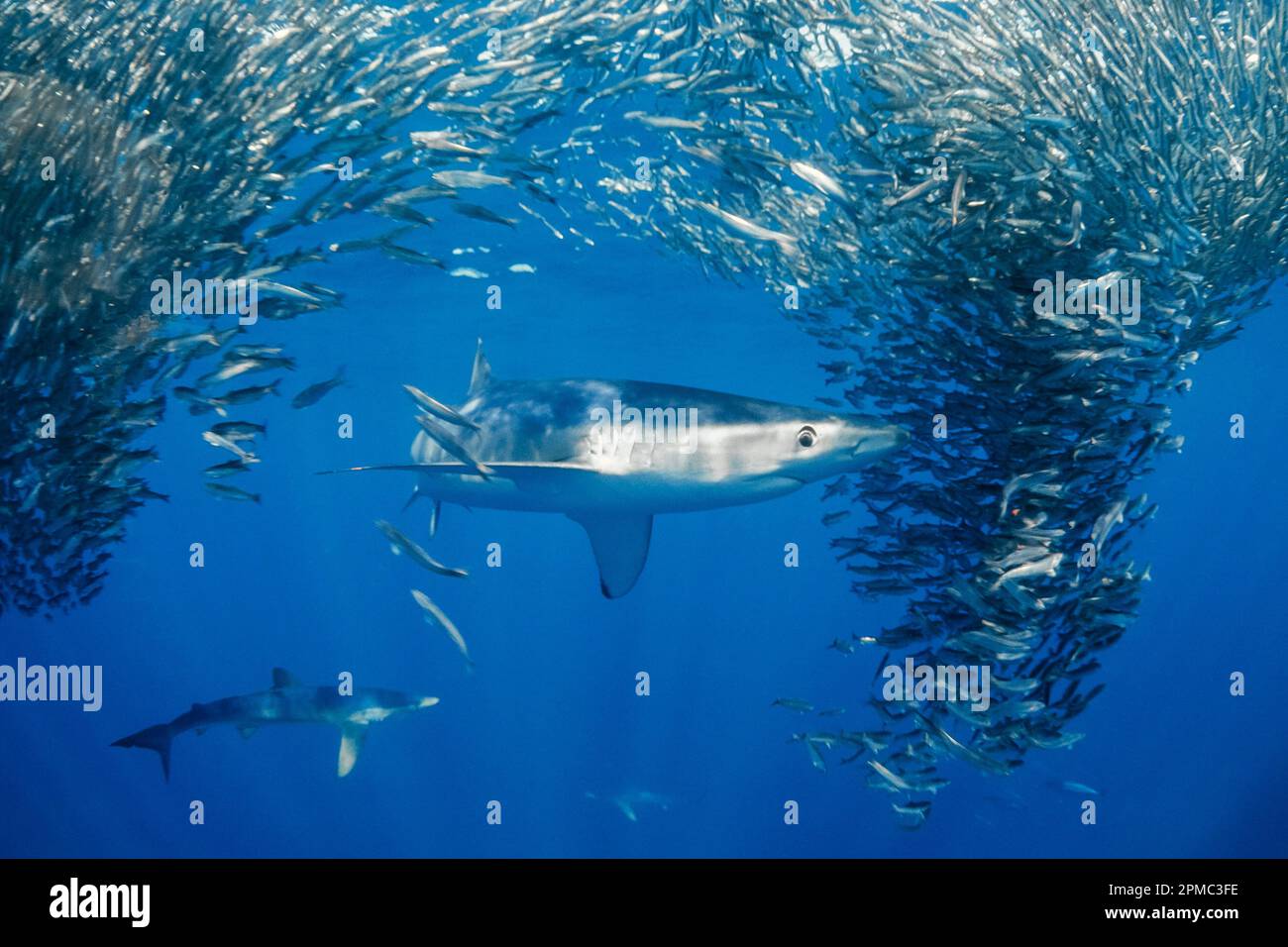 blue shark, Prionace glauca, attacking and feeding on baitball of ...