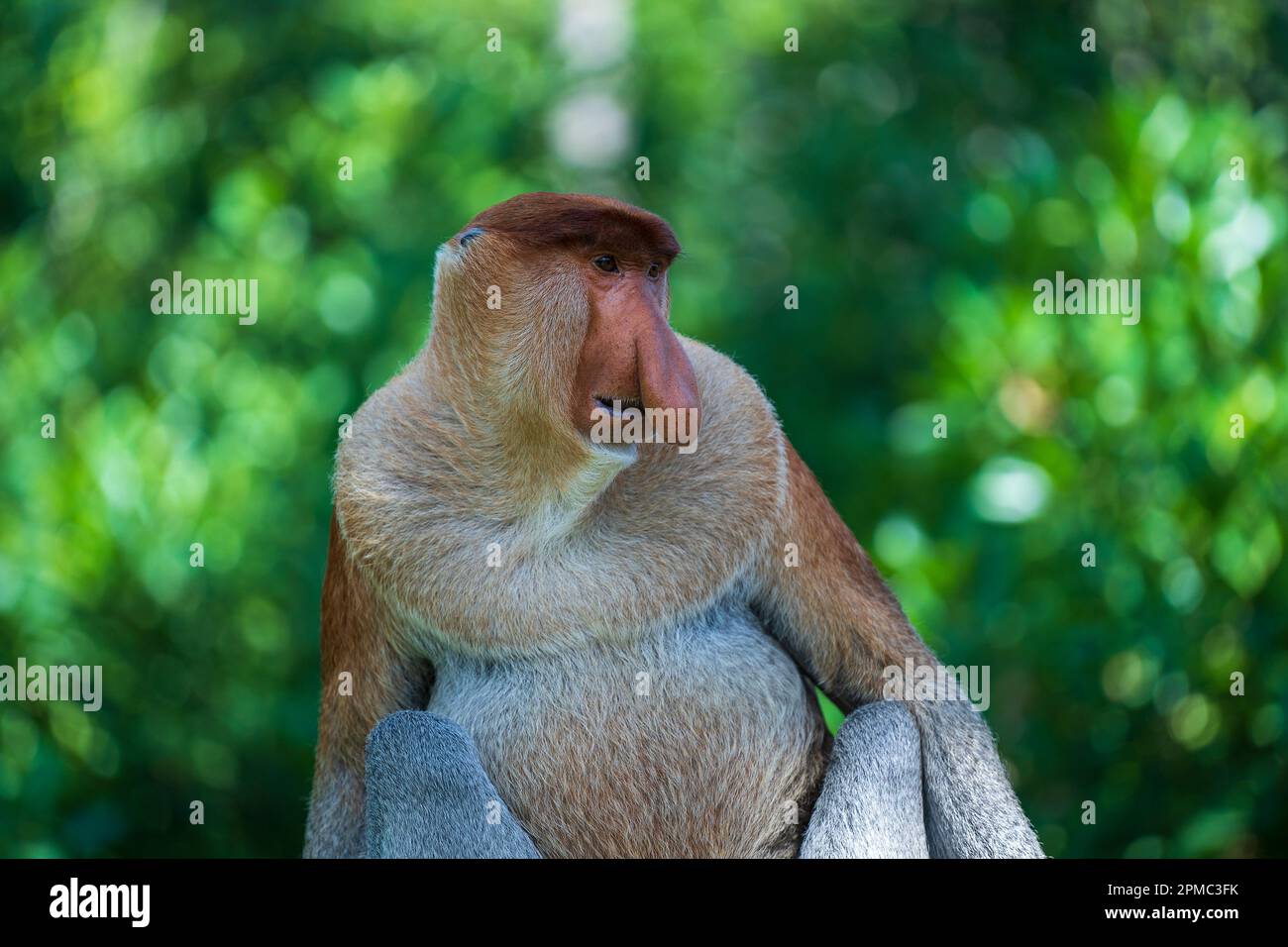 Family of wild Proboscis monkey or Nasalis larvatus, in the rainforest ...