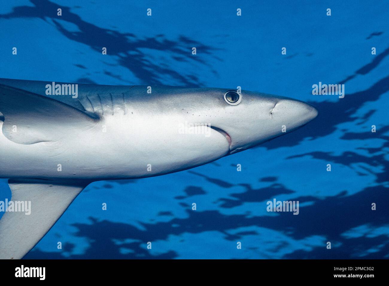 blue shark, Prionace glauca, open ocean off San Diego, California ( E ...