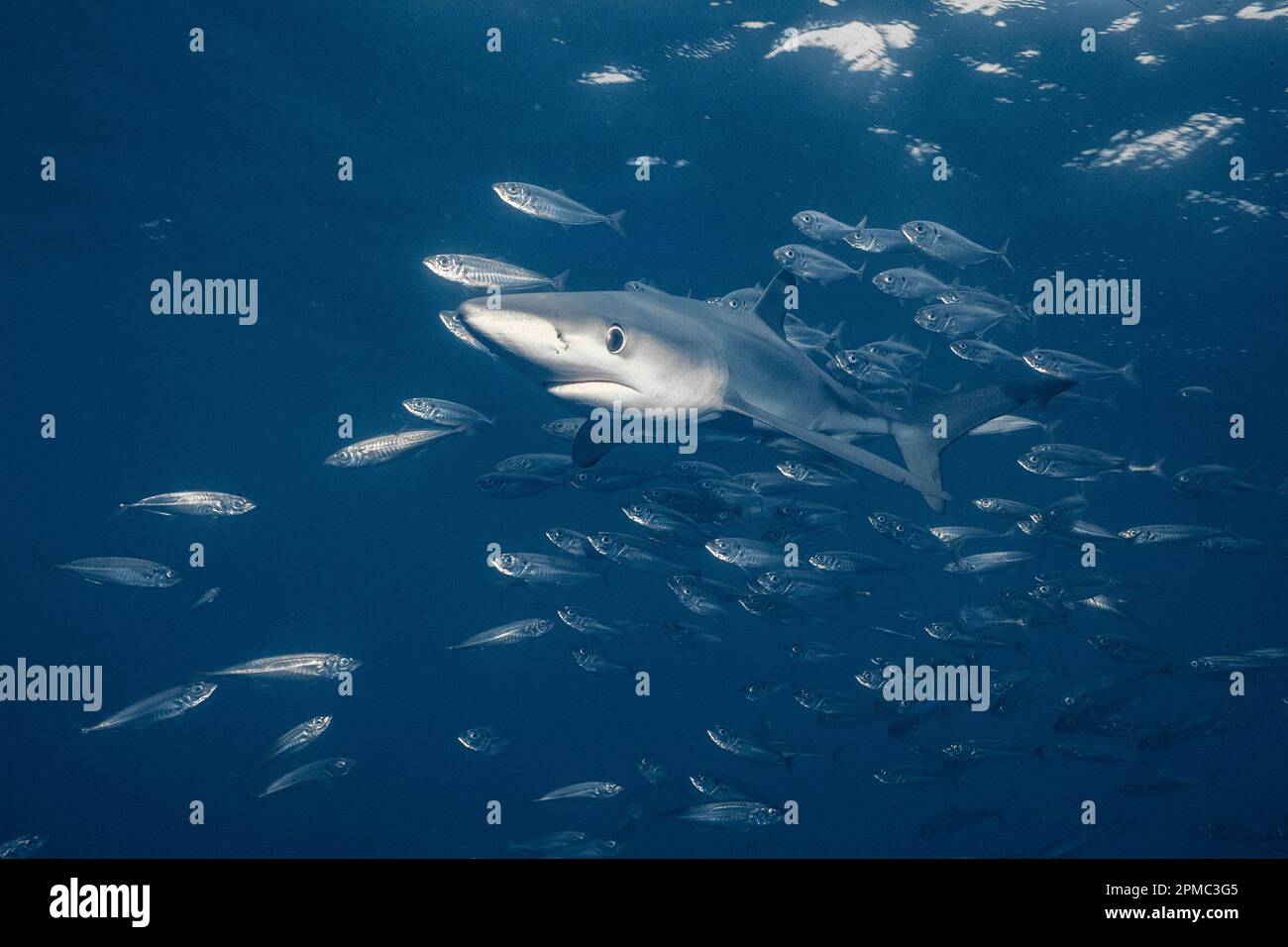 Blue shark prionace glauca california hi-res stock photography and ...