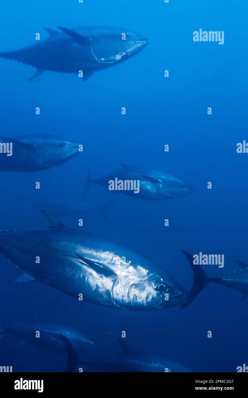 Pacific Ocean bluefin tuna, Thunnus orientalis, Baja, California ...