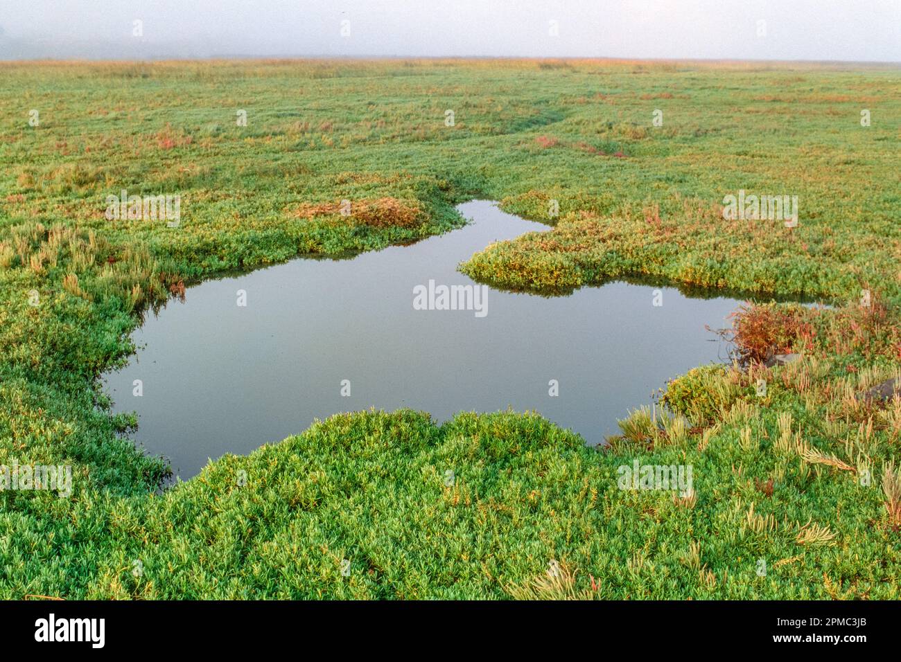 salt marsh and pickleweed, San Diego, California ( E.Pacific Ocean ...