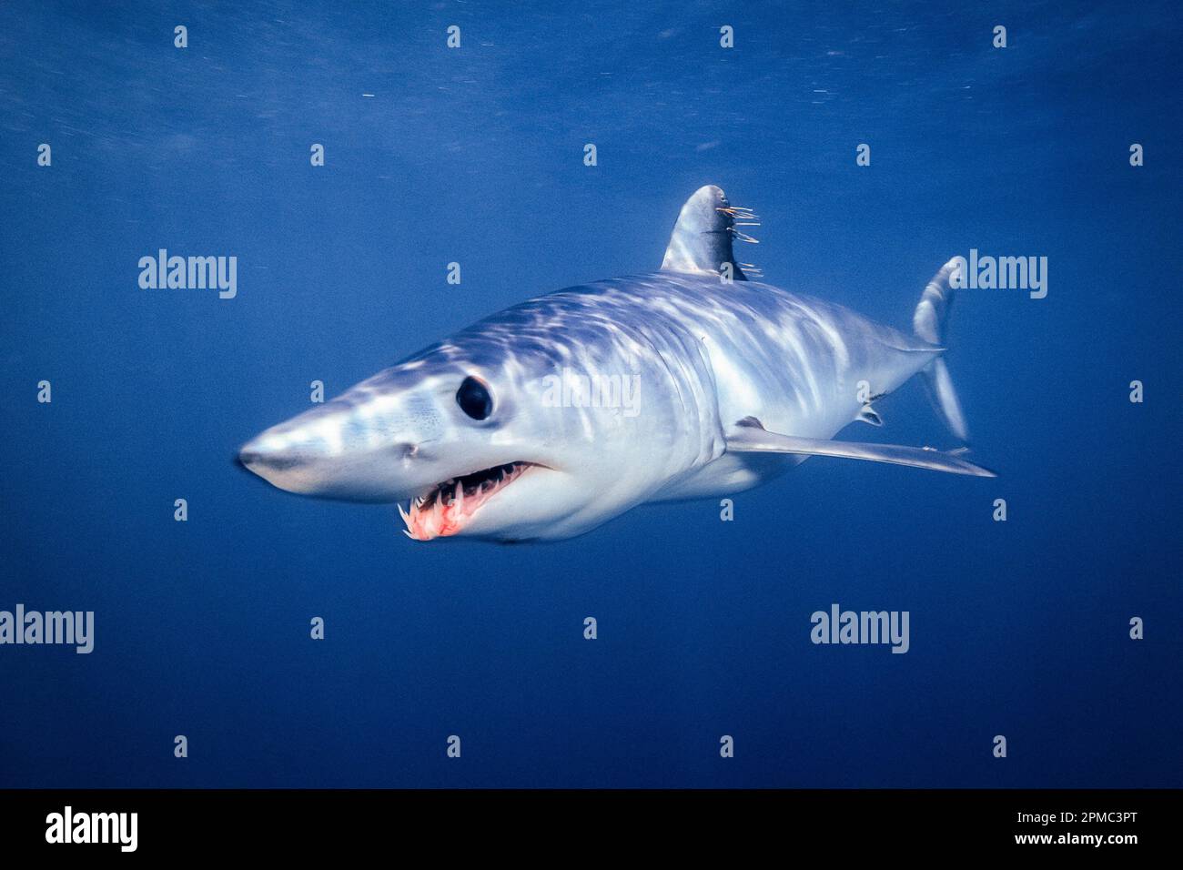 mako shark, Isurus oxyrinchus, La Jolla, California, USA, East Pacific ...