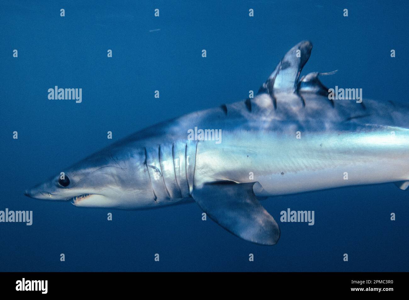 mako shark, Isurus oxyrinchus, wounded by boat propeller, La Jolla ...