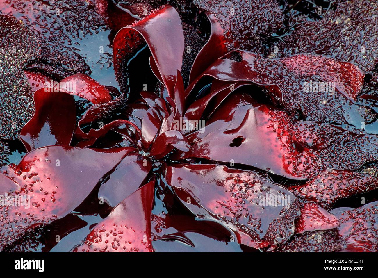 Turkish towel, Chondracanthus corymbiferus, a red algae, exposed during ...