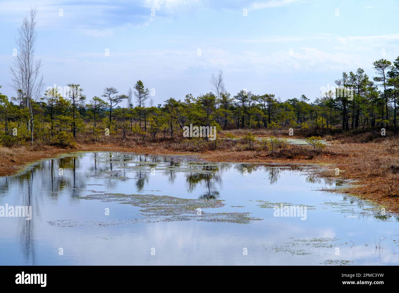 Kemeru swamp, national park with blue lake and trees, and bushes in ...