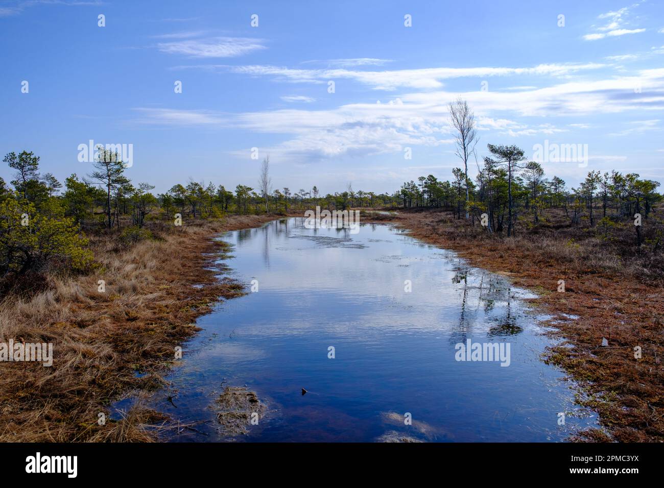 Kemeru swamp, national park with blue lake and trees, and bushes in ...