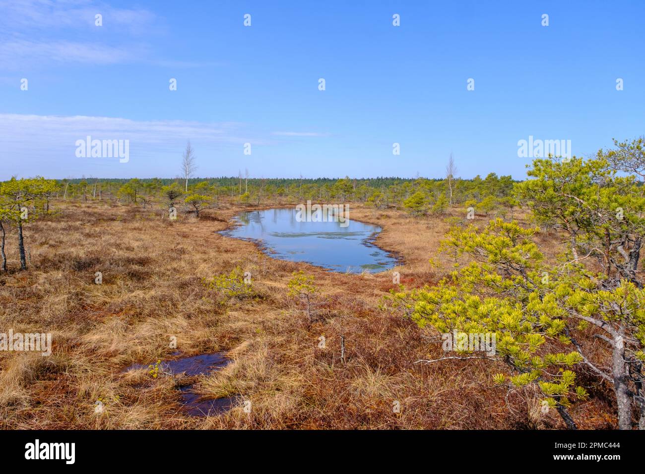 Kemeru swamp, national park with blue lake and trees, and bushes in ...