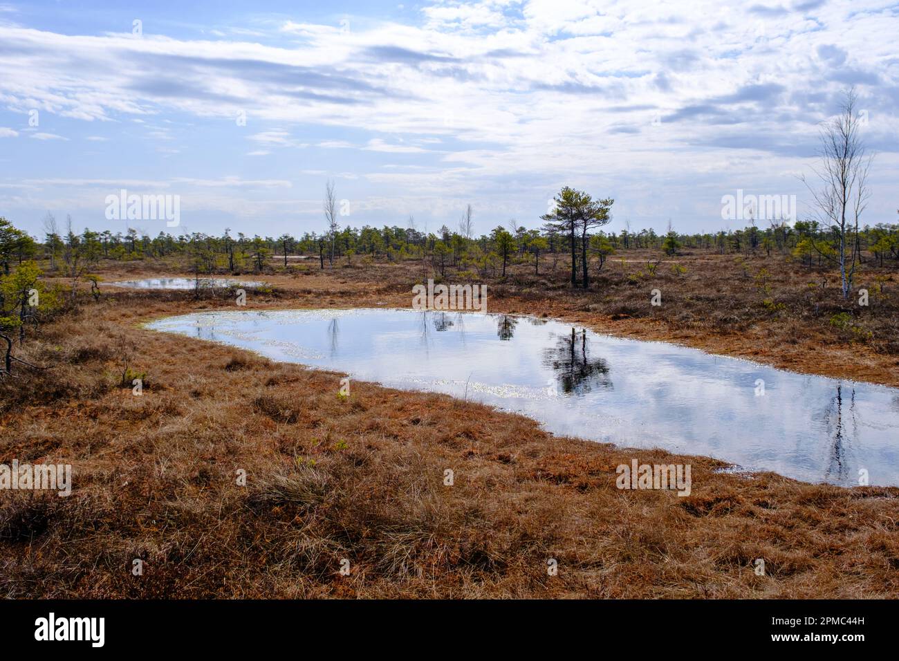 Kemeru swamp, national park with blue lake and trees, and bushes in ...