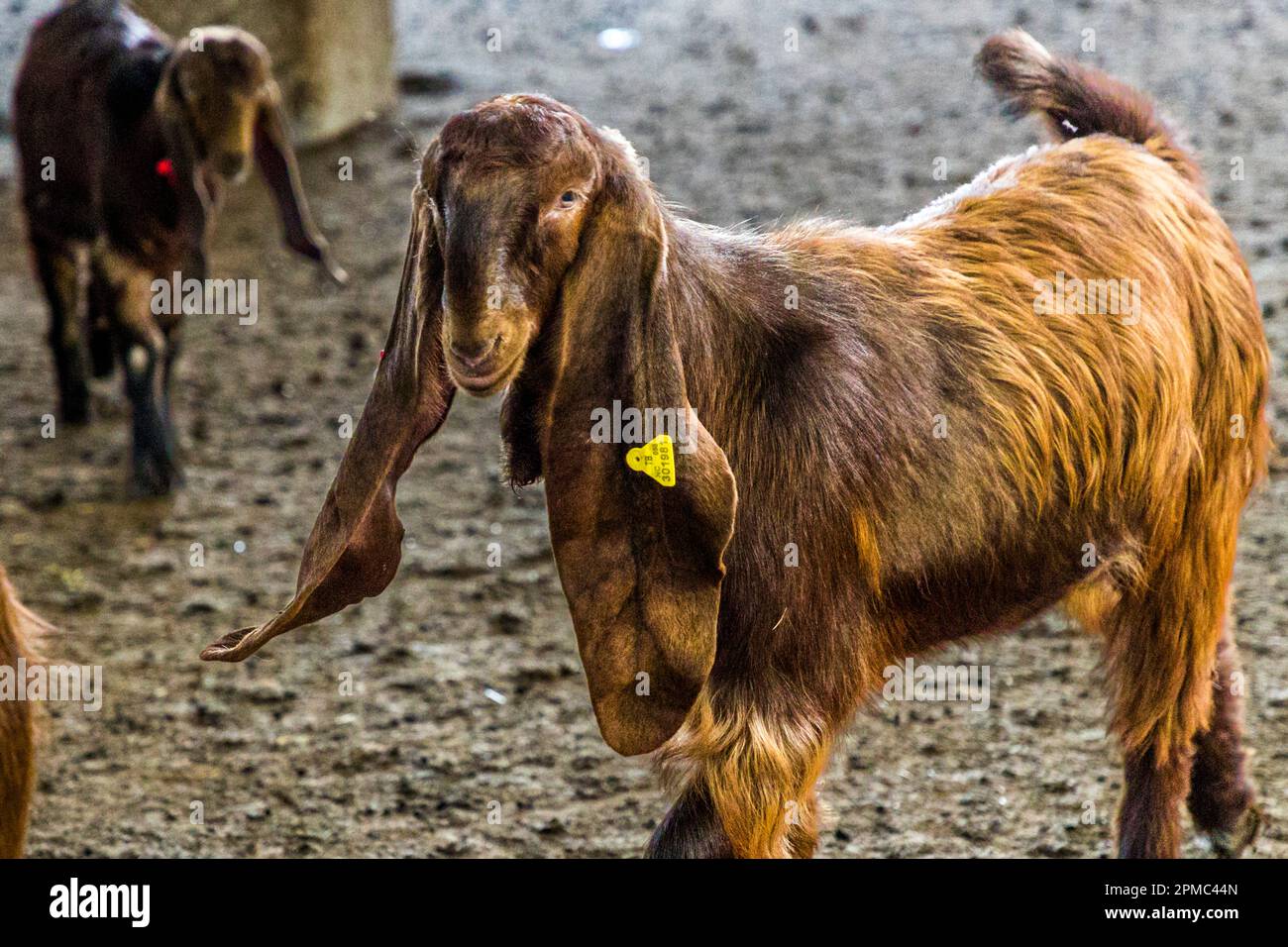 Cyprus shami goats hi-res stock photography and images - Alamy