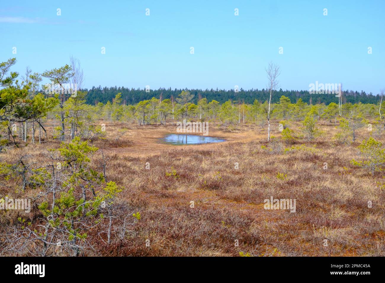 Kemeru swamp, national park with blue lake and trees, and bushes in ...