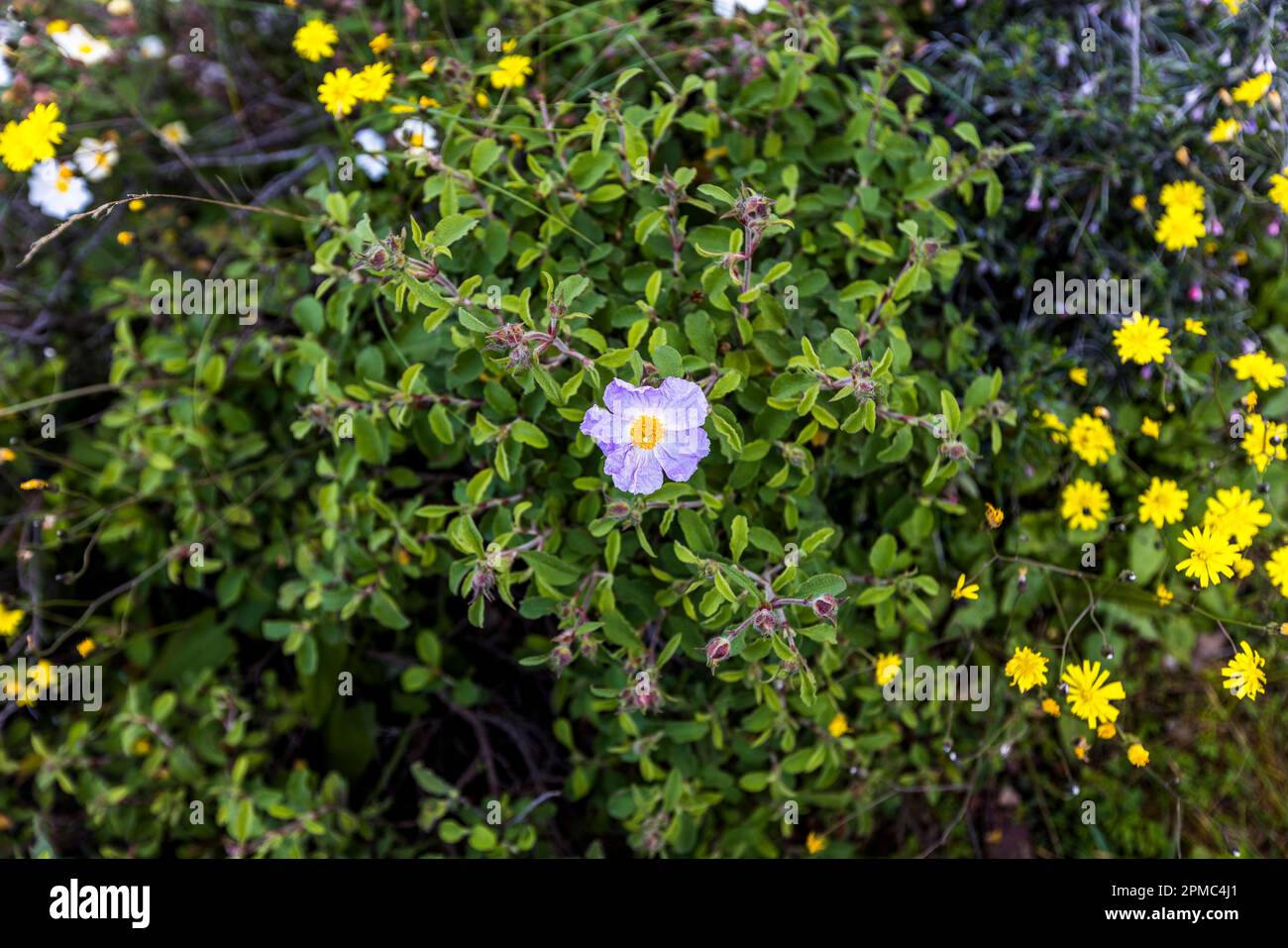 Cyprus wildflower hi-res stock photography and images - Alamy