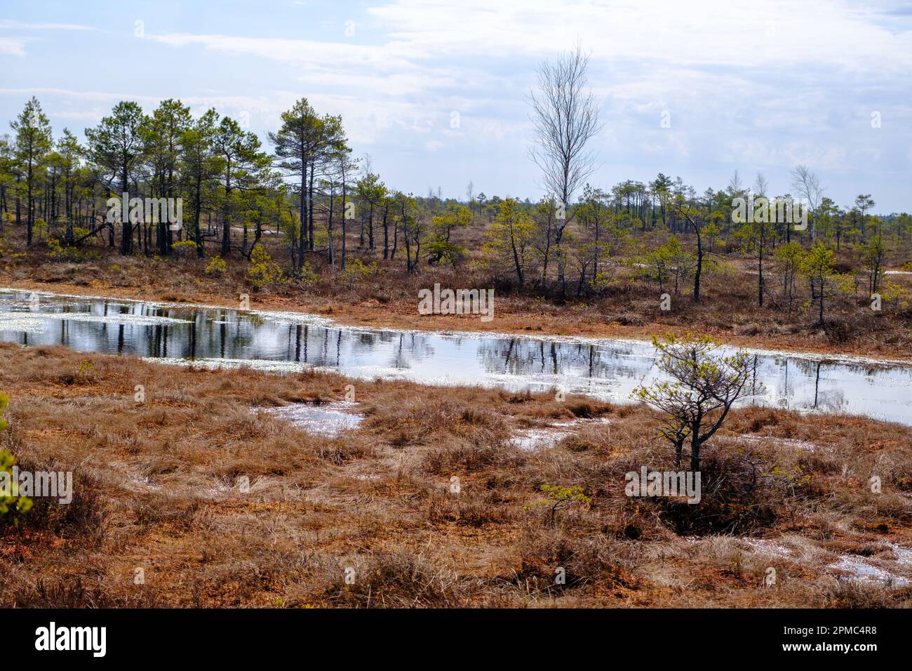Kemeru swamp, national park with blue lake and trees, and bushes in ...
