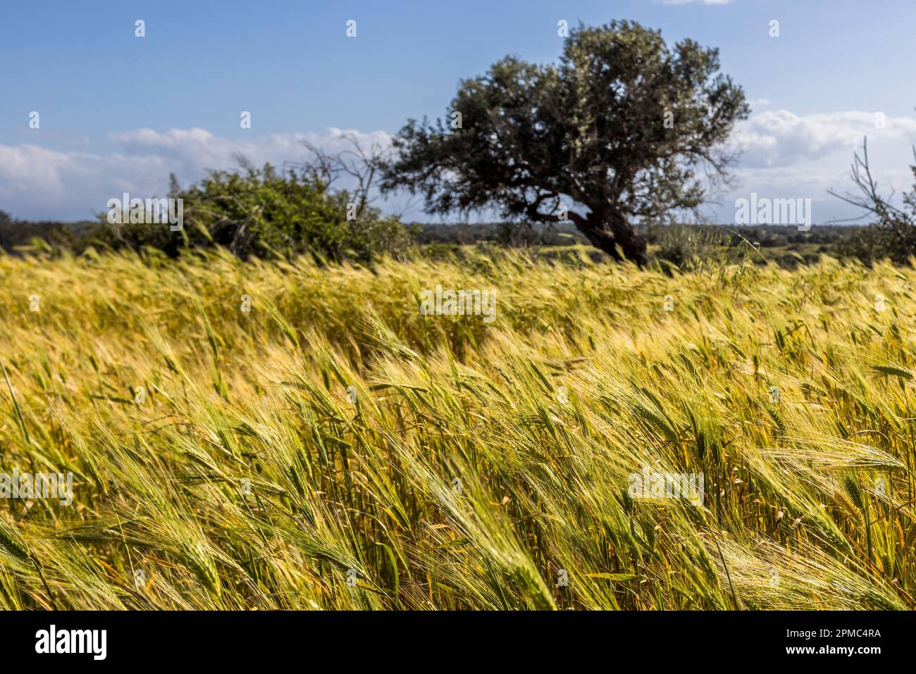 Carob trees in Cyprus Stock Photo - Alamy