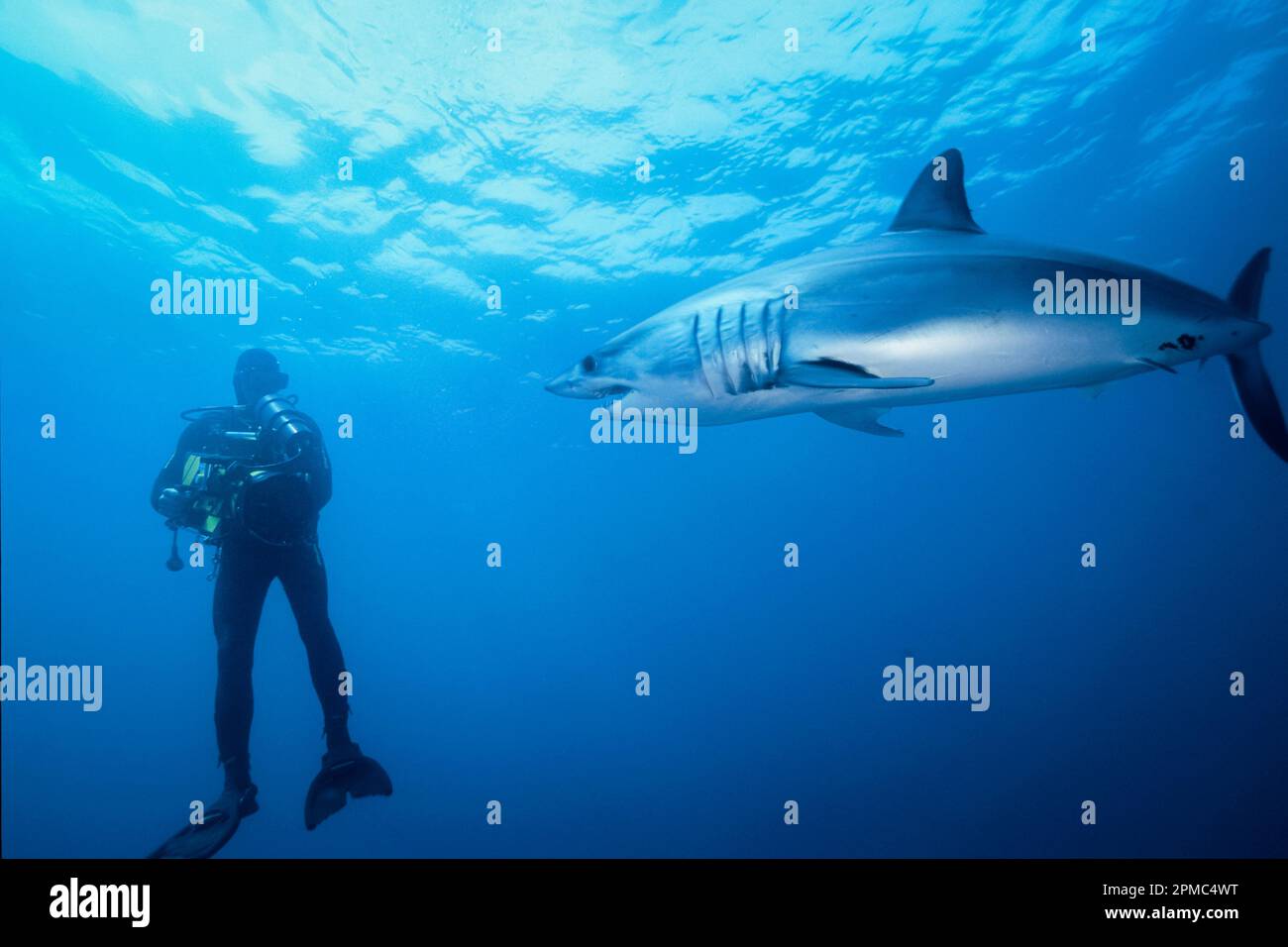 Mako Shark, Isurus oxyrinchus, 250-pound female filmed by Howard Hall ...