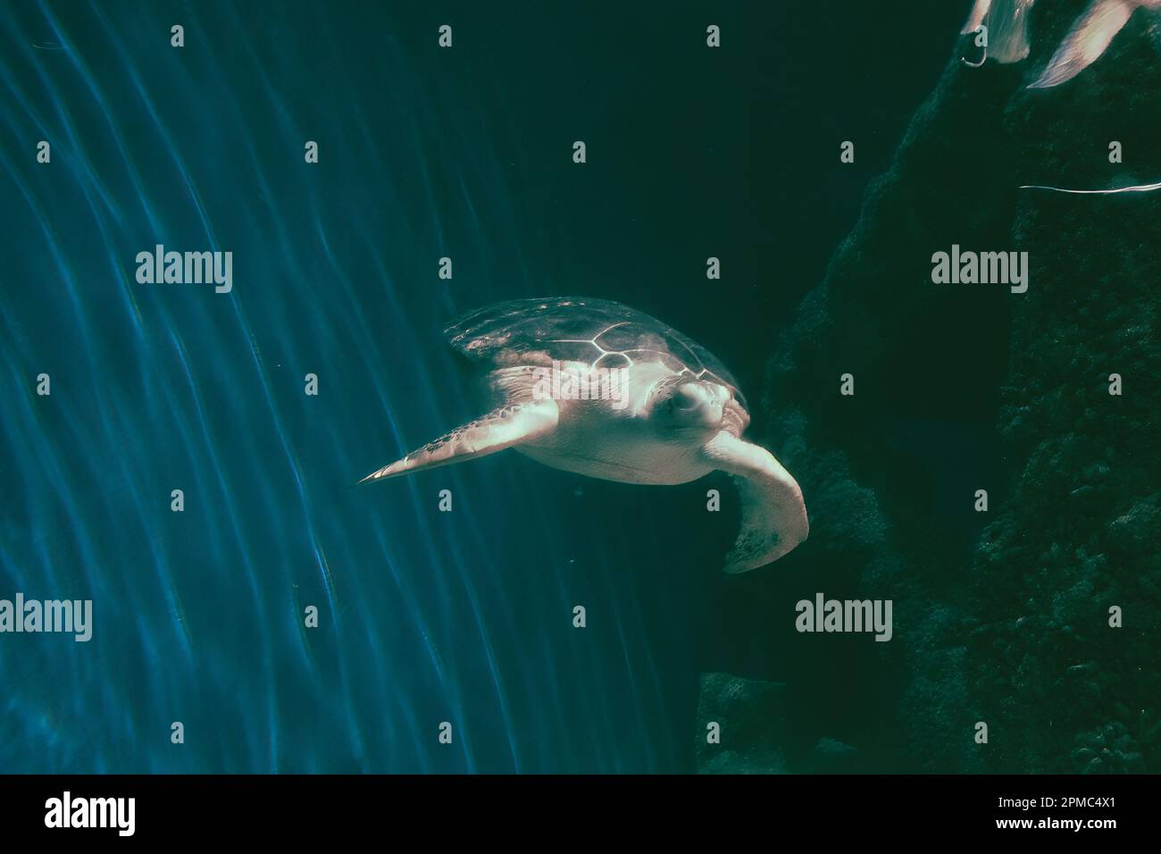 Oceanic turtle hi-res stock photography and images - Alamy