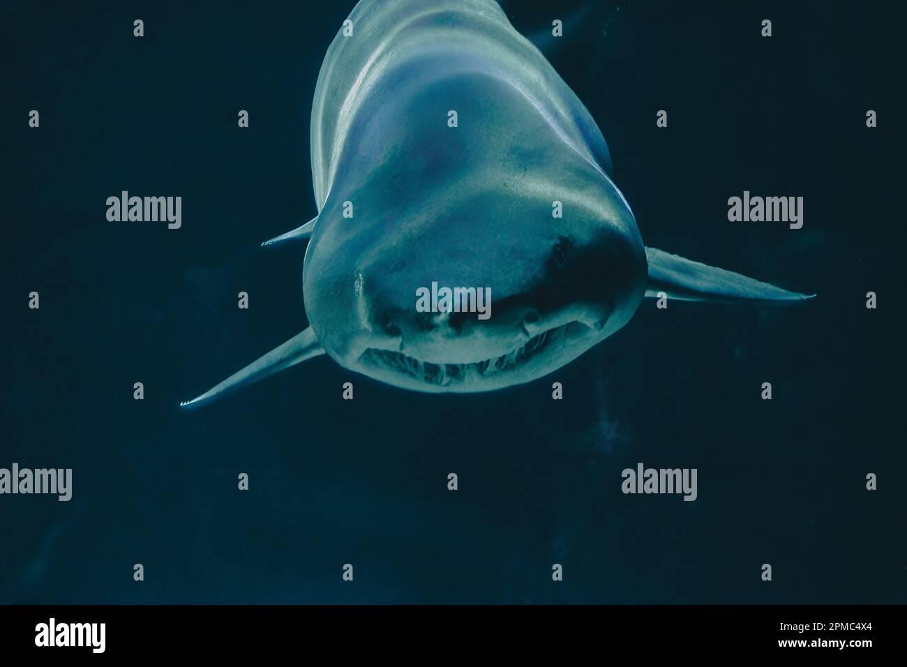 Shark swimming towards you in an aquarium tank, with light beams ...