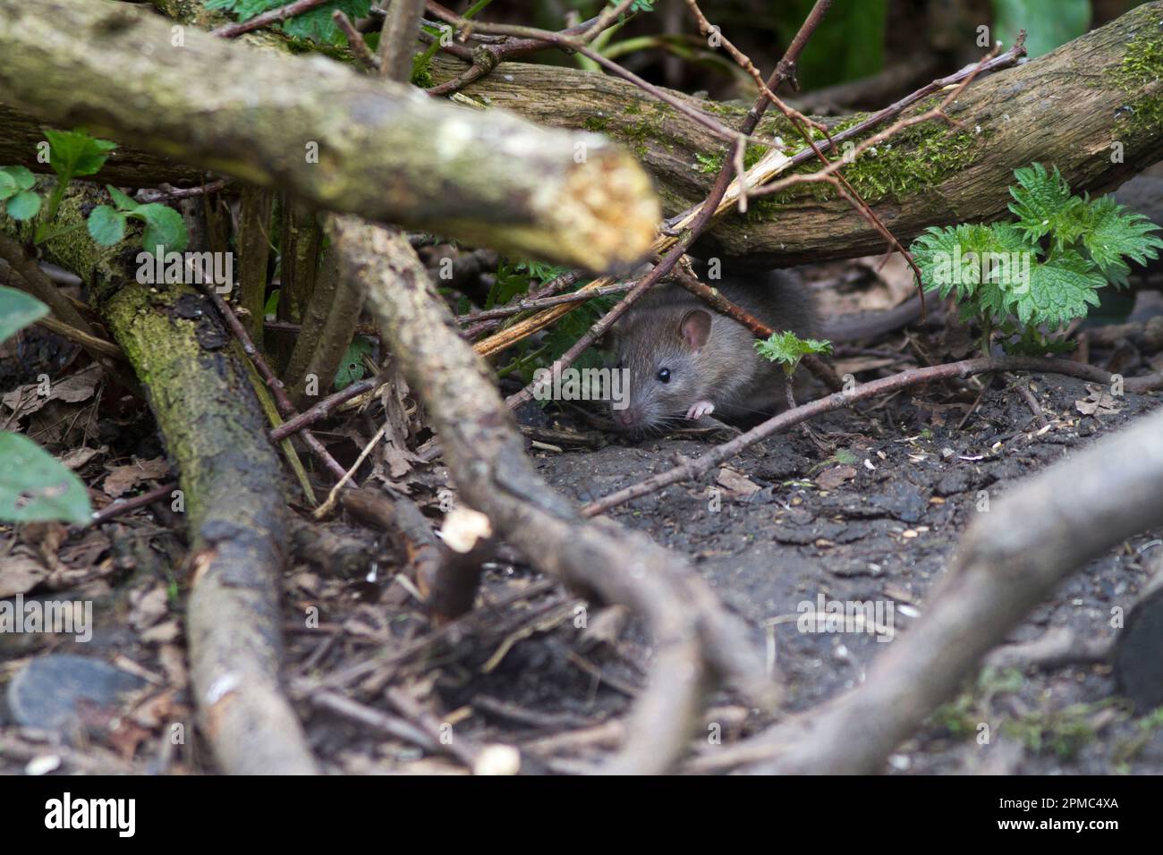 Rat british isles hi-res stock photography and images - Alamy