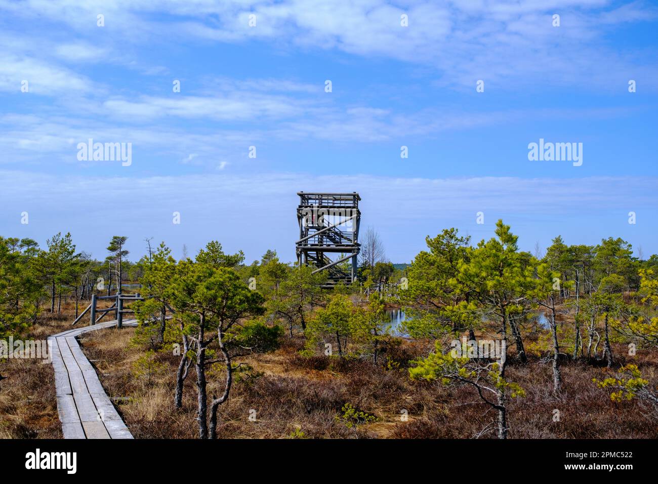 Wooden walking dock in the swamp of Kemeru National Park in Latvia ...