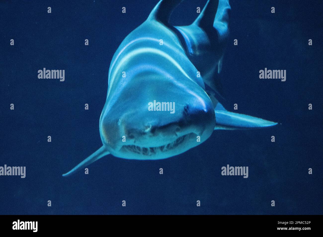 Shark swimming towards you in an aquarium tank, with light beams ...