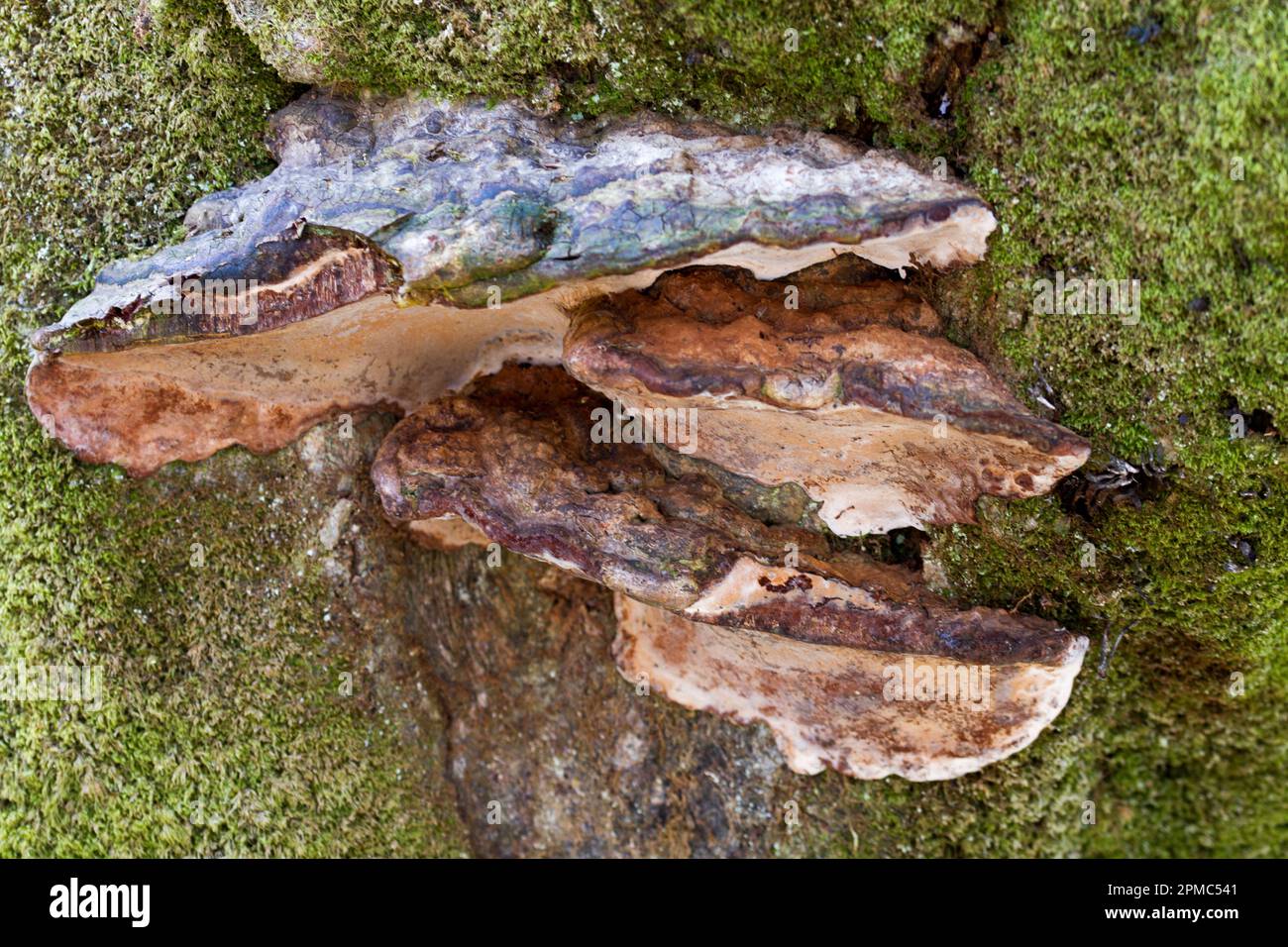 Shaded fungi hi-res stock photography and images - Alamy