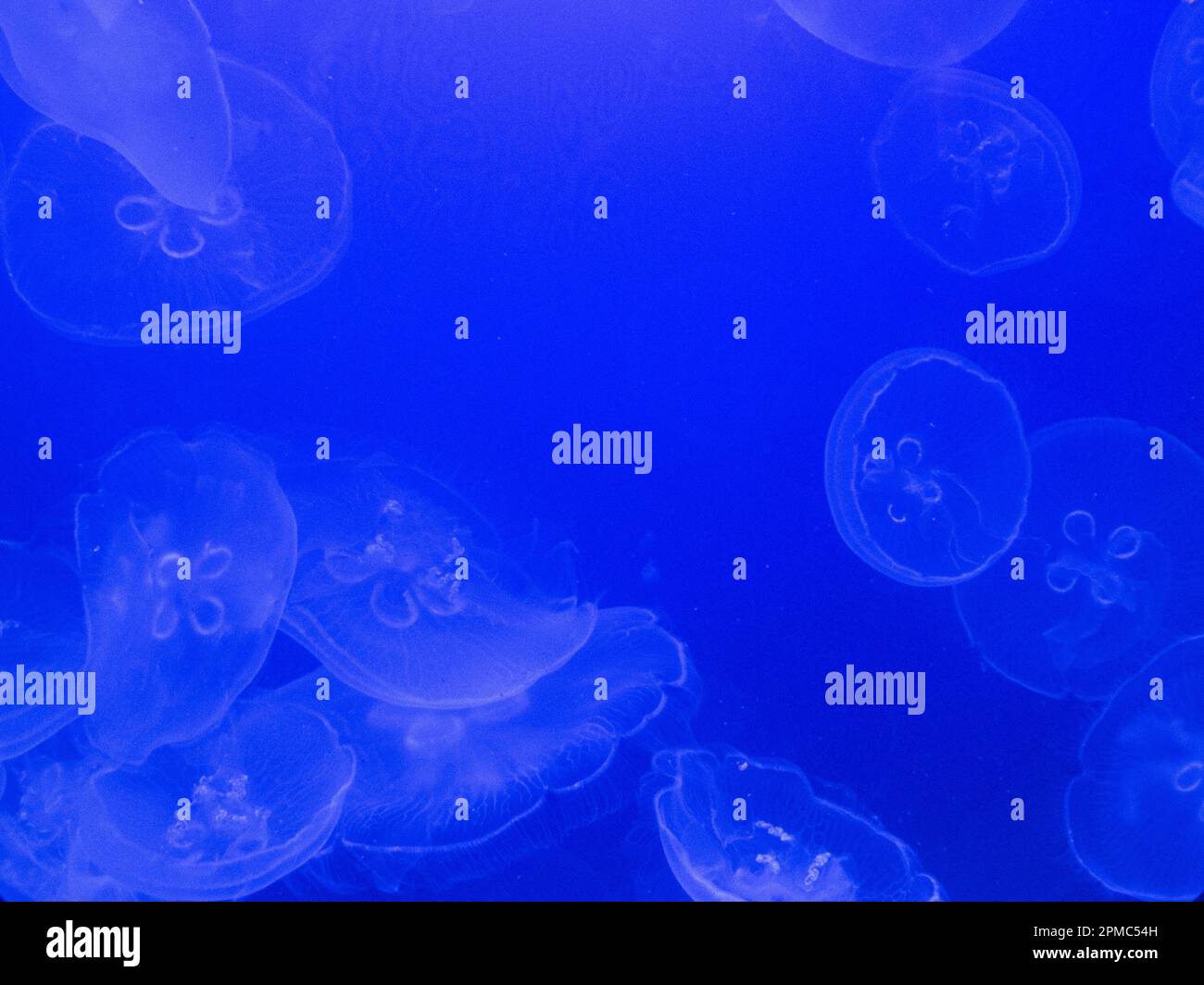 Moon Jelly floating in an moving aquairum salt water tank Stock Photo ...