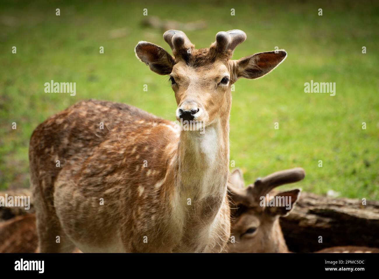Deer relaxing in the sun in the middle of a park, Aarhus Denmark ...