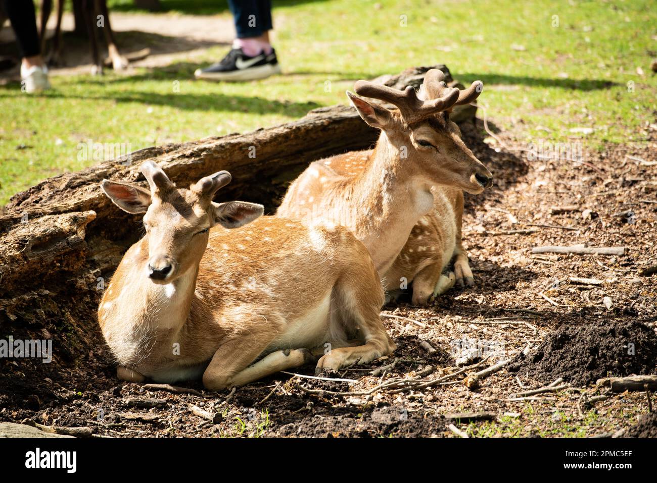Deer relaxing in the sun in the middle of a park, Aarhus Denmark ...