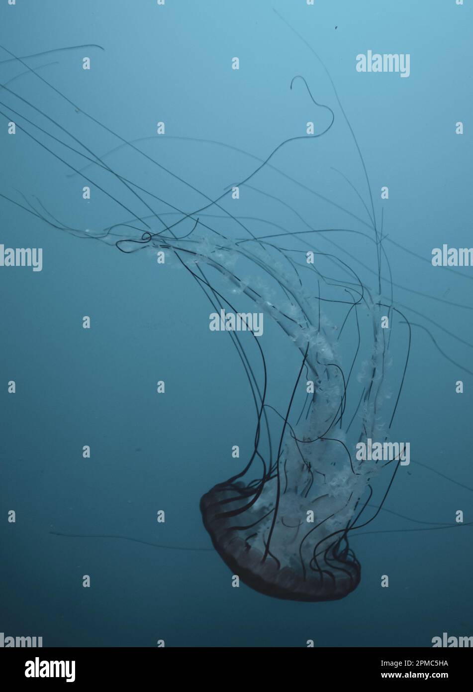 Jellyfish or Pacific Sea Nettle floating in a blue-lit aquarium tank ...
