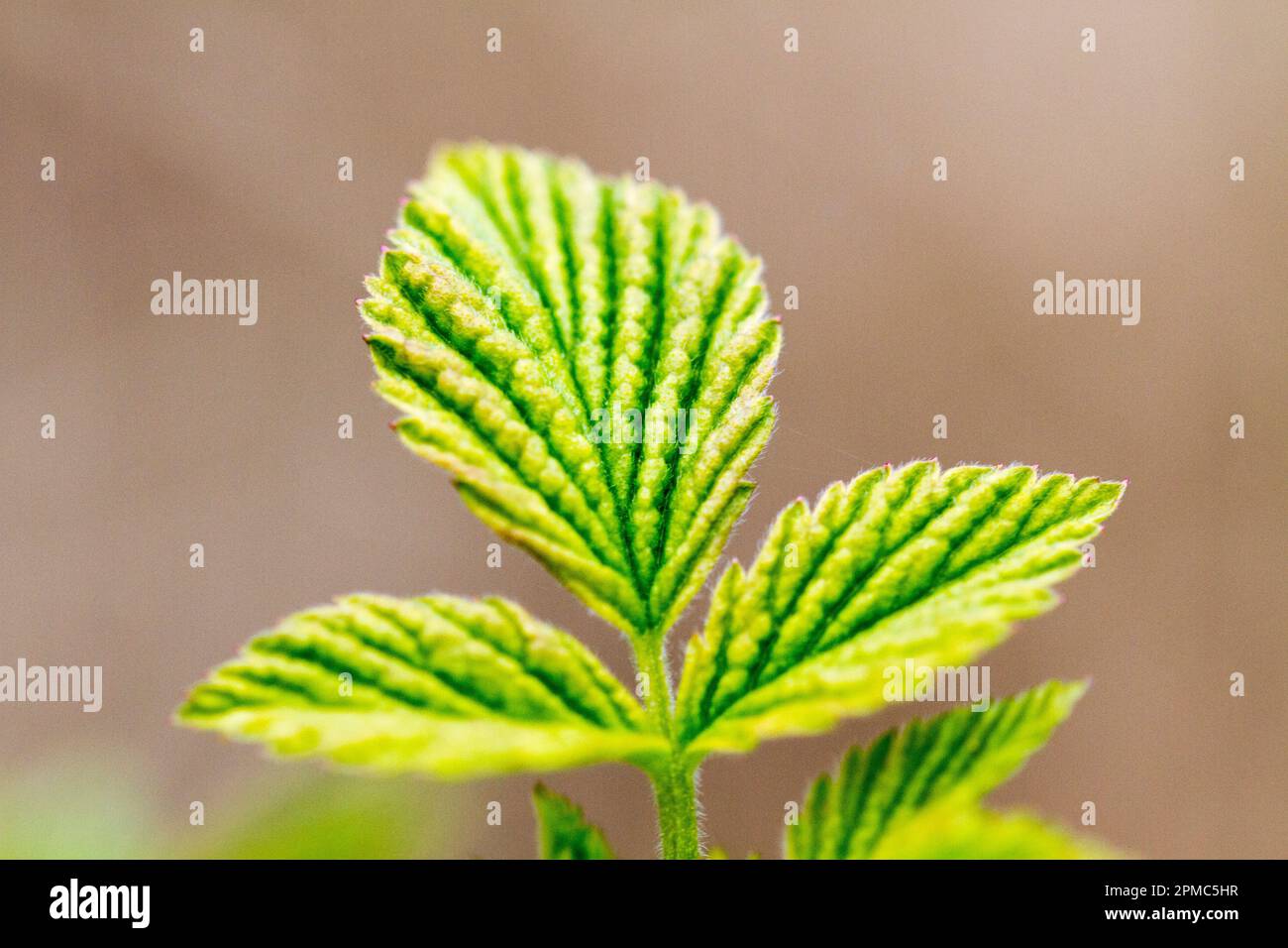 Nature reserve fungi hi-res stock photography and images - Alamy