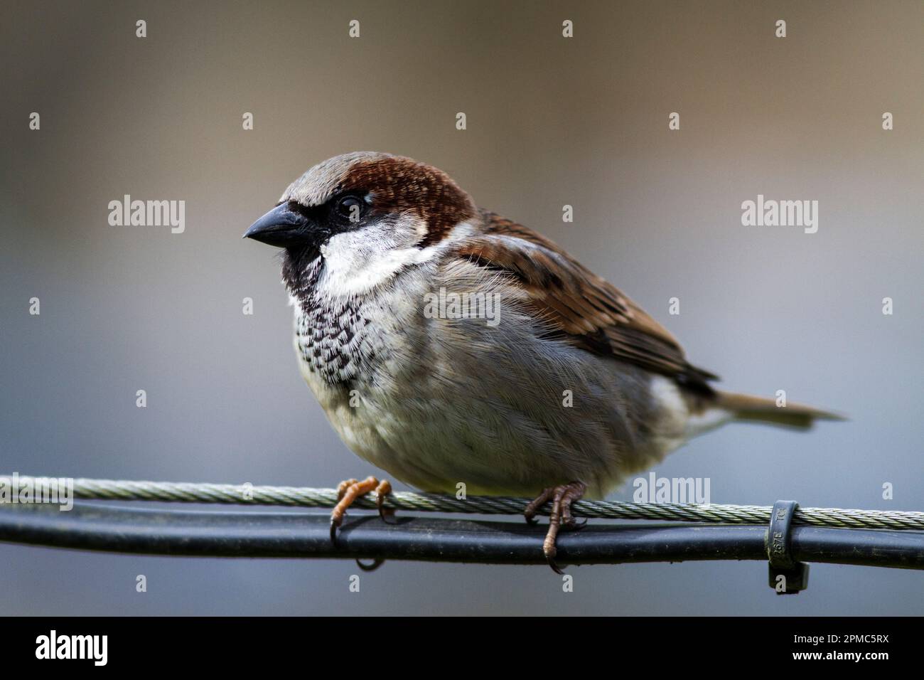 Tree sparrow british isles hi-res stock photography and images - Alamy