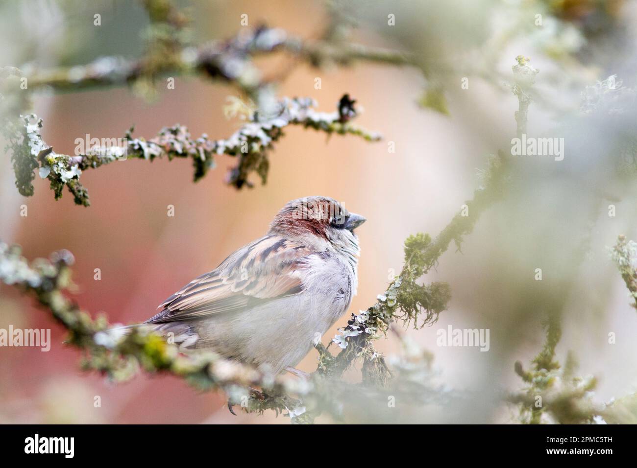 Tree sparrow british isles hi-res stock photography and images - Alamy