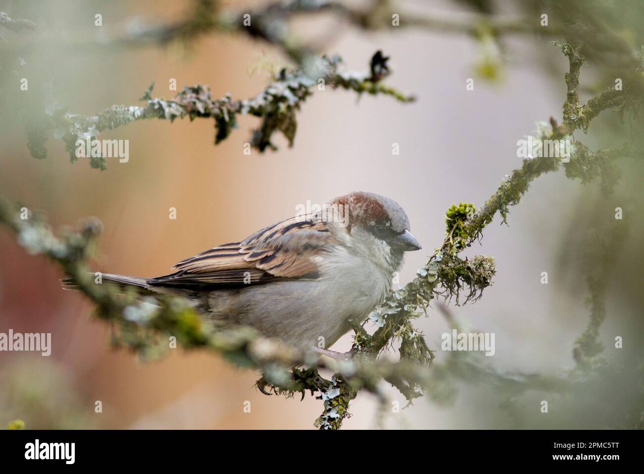 Tree sparrow british isles hi-res stock photography and images - Alamy