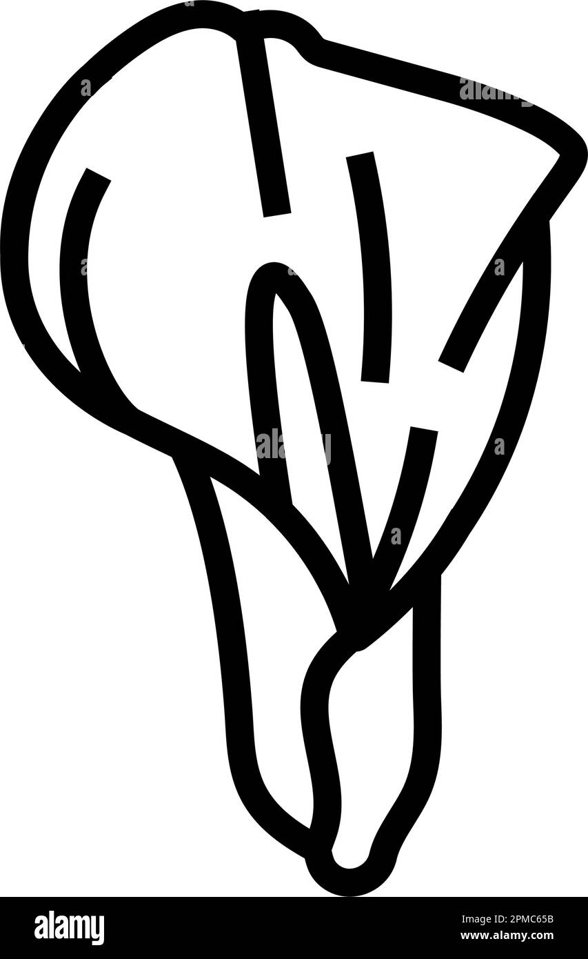 calla lily blossom spring line icon vector illustration Stock Vector ...