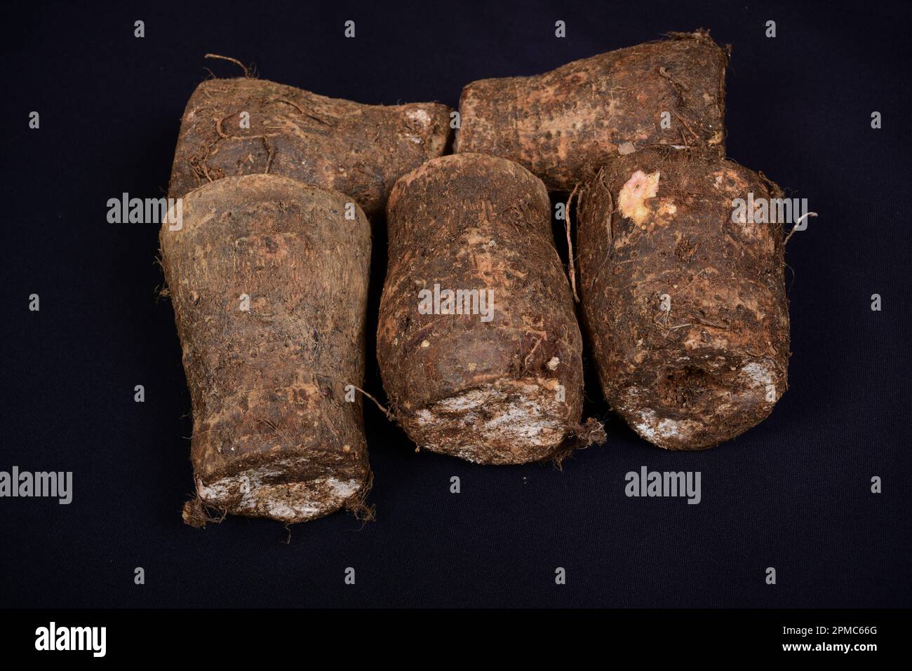 raw arrowroots on a black background Stock Photo - Alamy