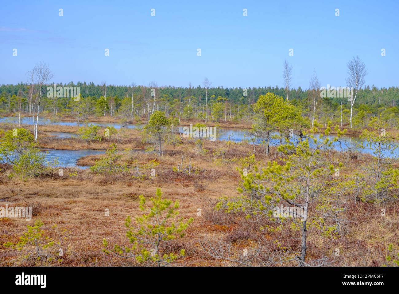 Kemeru swamp, national park with blue lake and trees, and bushes in ...