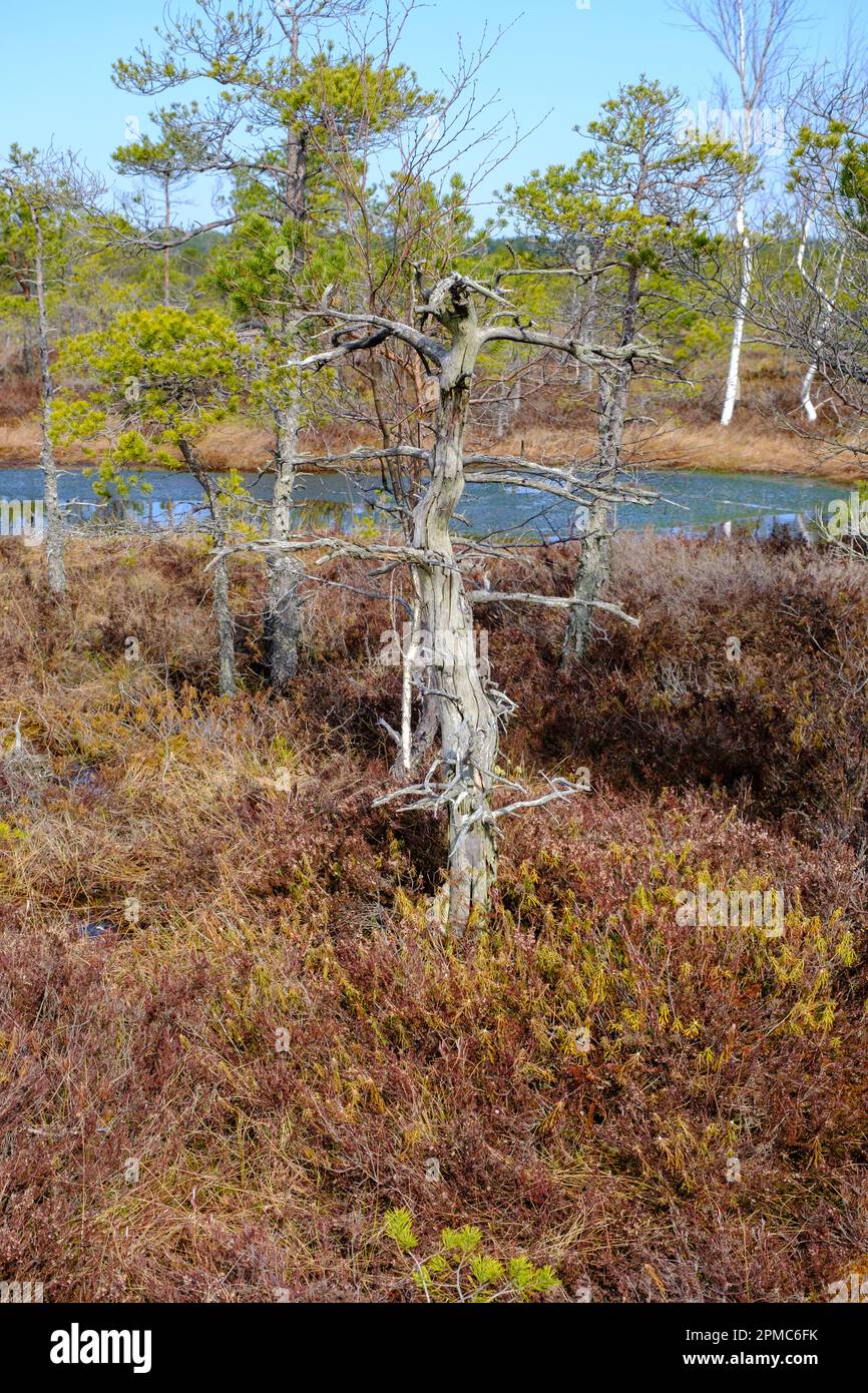 Kemeru swamp, national park with blue lake and trees, and bushes in ...