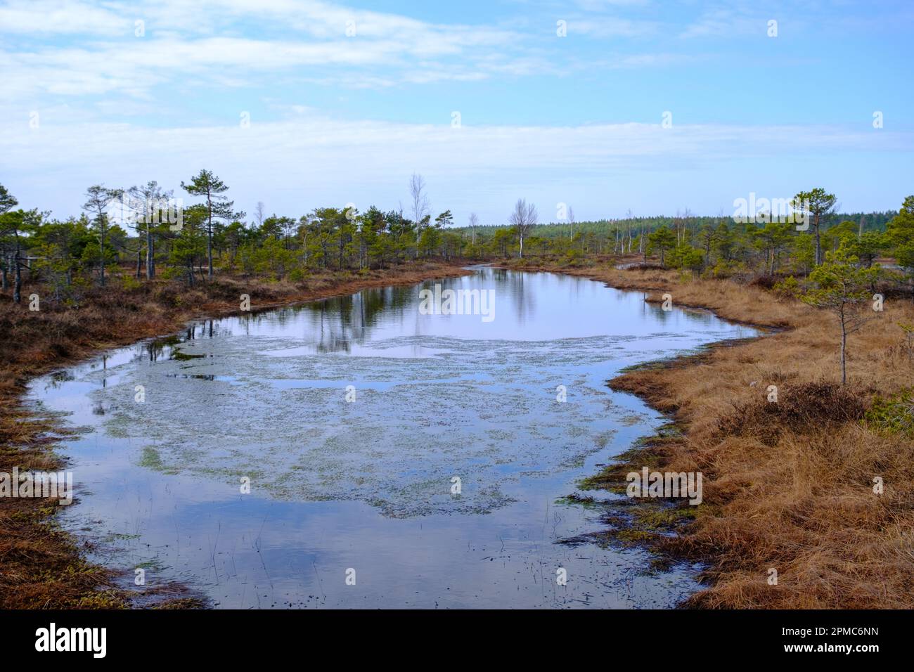 Kemeru swamp, national park with blue lake and trees, and bushes in ...